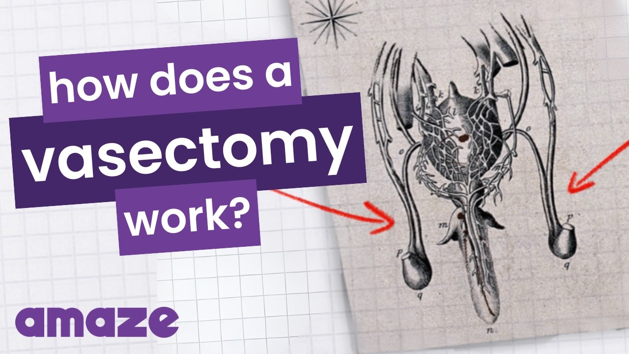 Vasectomy: What is it? #AskAMAZE - YouTube