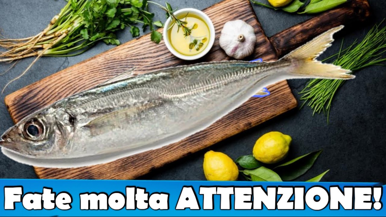 SAURO o LACERTO... cosa c’è da SAPERE ! - YouTube