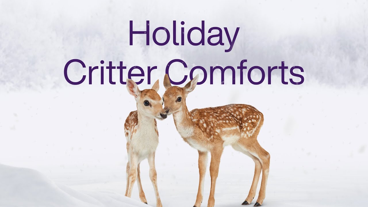 TELUS | Holiday Critter Comforts - YouTube