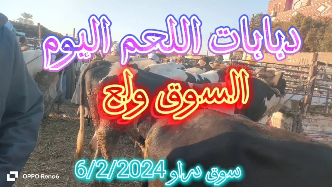 ارتفاع أسعار عجول اللحم سوق دراو محافظة أسوان الثلاثاء 622024 Youtube