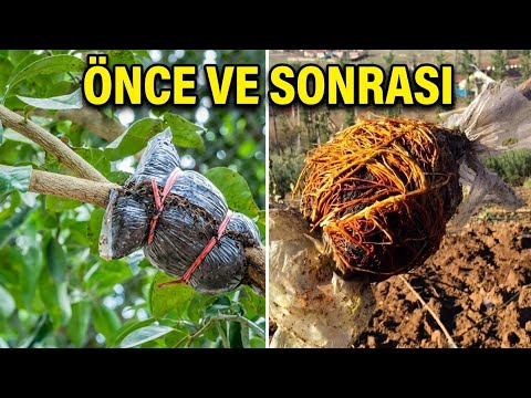 Ağaç Dalında köklendirme - Havai köklendirme Nasıl yapılır? KAYISI AĞACI