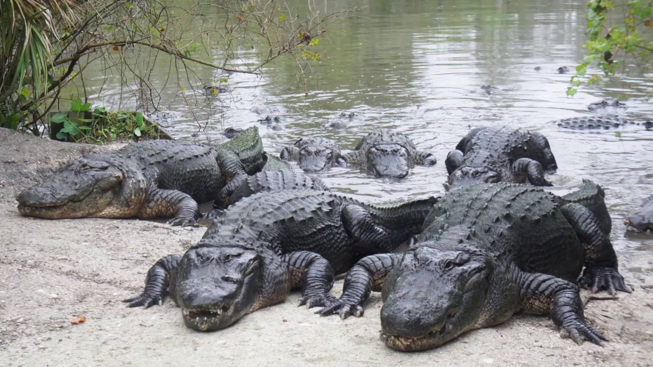 Feeding Gators up close at Gatorland - YouTube