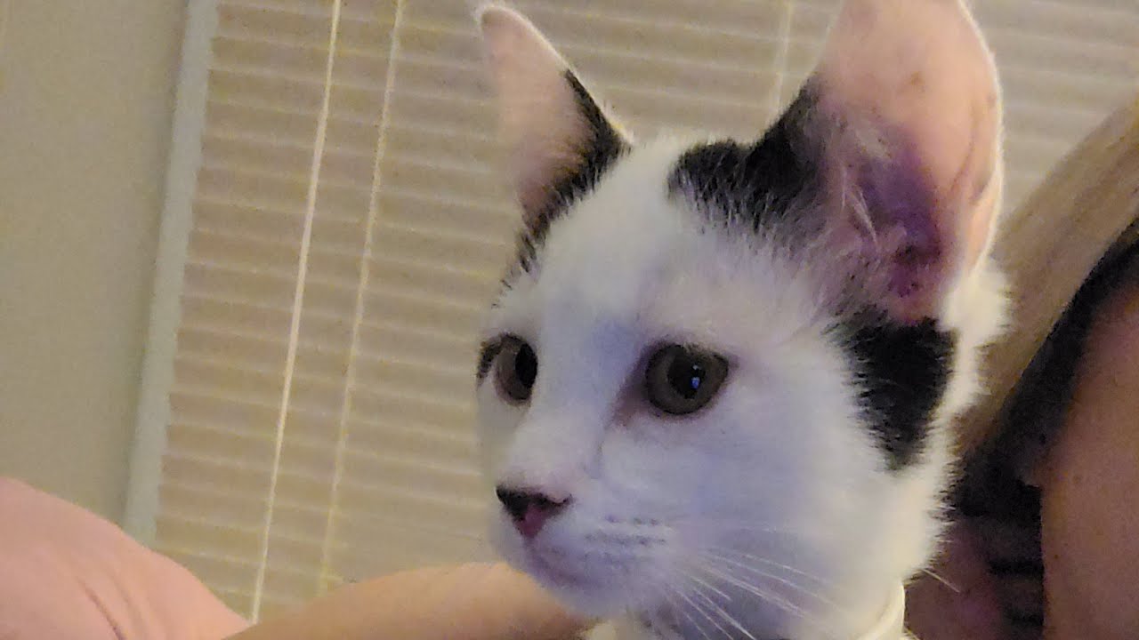 Maisy Kitty and Jude Love Playing - This Kitten is so Sweet, Loving and ...