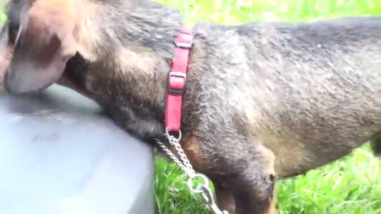 THE SLAVE DOG 2011 DALARNA SWEDEN - YouTube