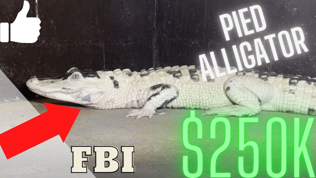 $250,000 Pied Alligator | FBI RAID?!?! | ULTRA RARE GATOR - YouTube