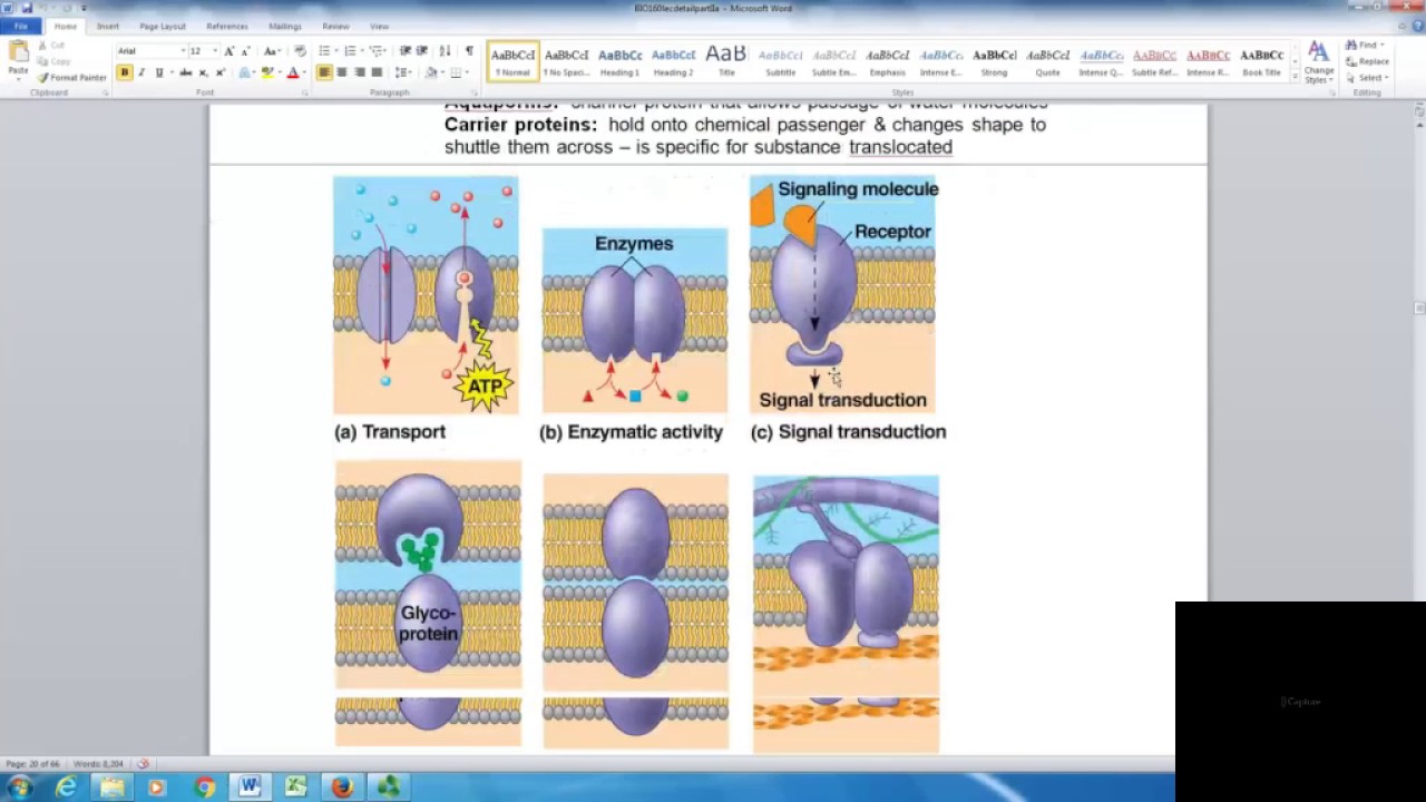 BIO 160 lecture chpt 7 sp 17 default - YouTube