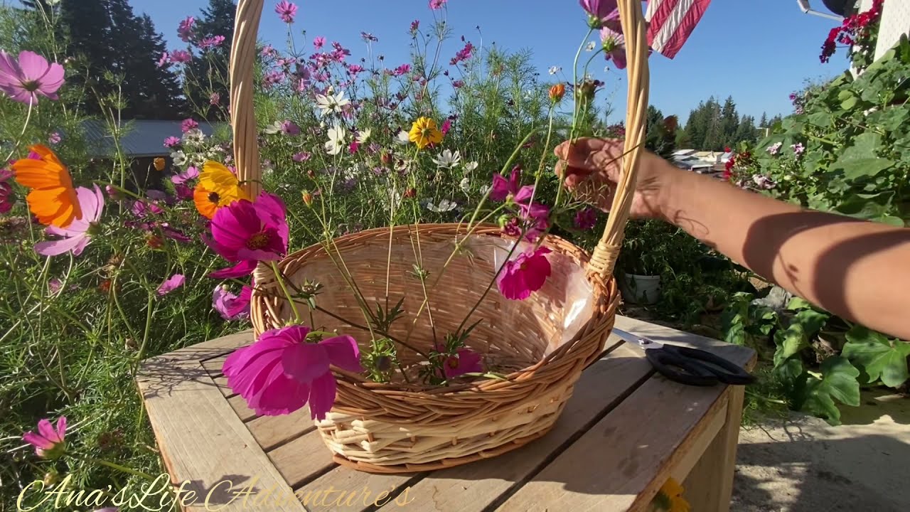 Harvesting flowers in my garden - YouTube