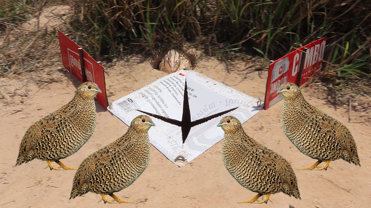 Method Unique Underground Quail Trap Using Paper - Easy Bird Traps ...