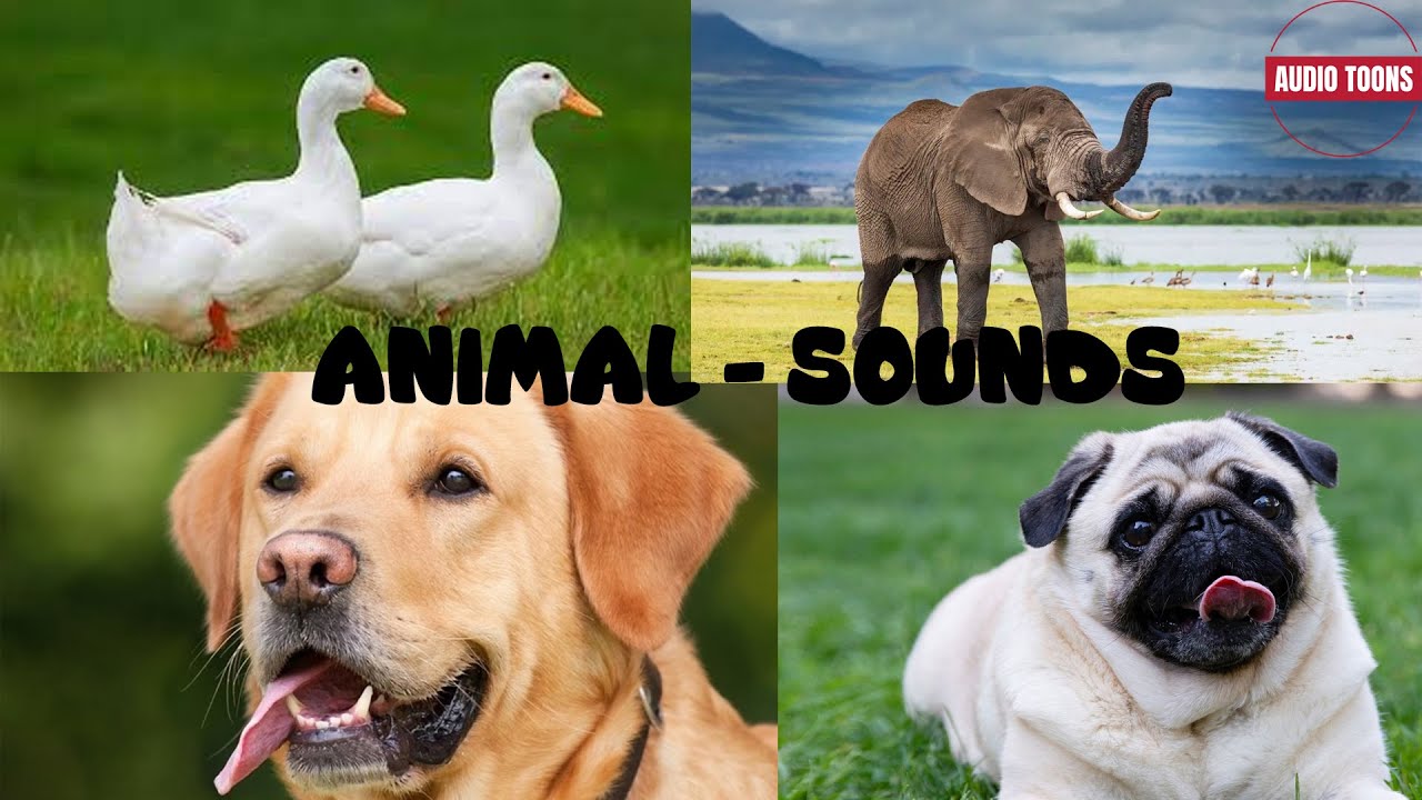 Let's Learn Animal Sounds : Cat, Dog, Cow, Elephant, Monkey - YouTube
