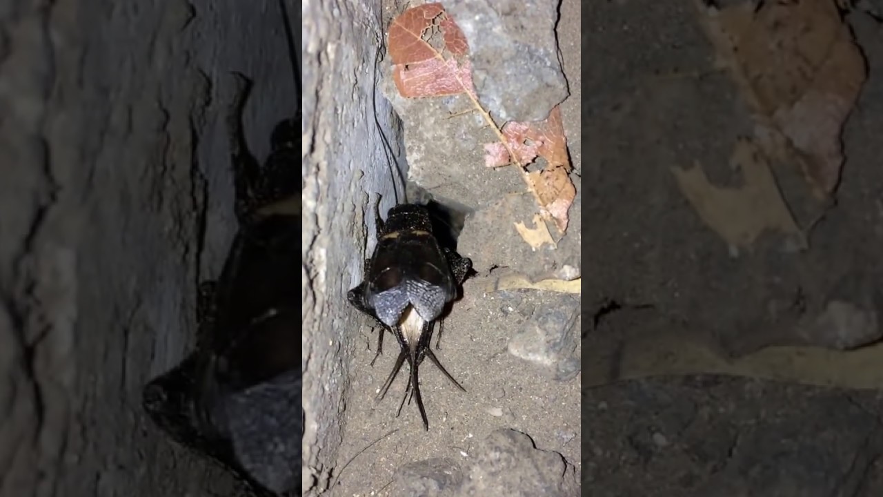 Raat kida giri near Bimbisar Nagar | Apple iPhone video - YouTube