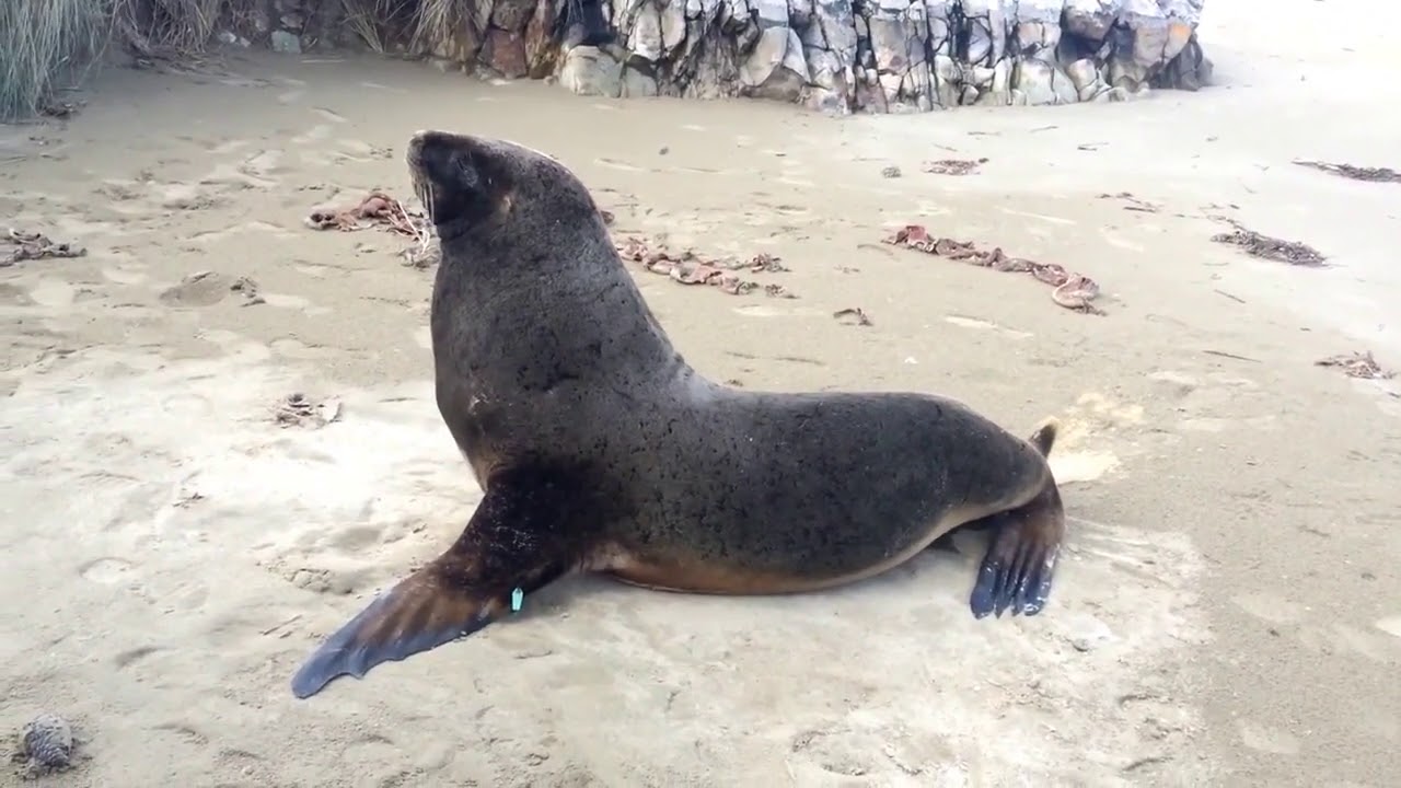 Farting & Pooping Seal - YouTube