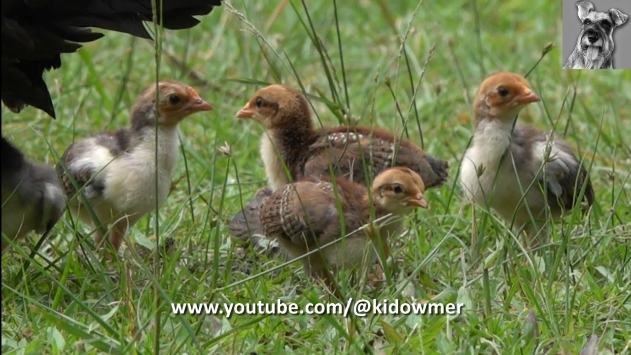 Six Sleepy RED JUNGLE FOWL Chicks foraging with Mum - YouTube