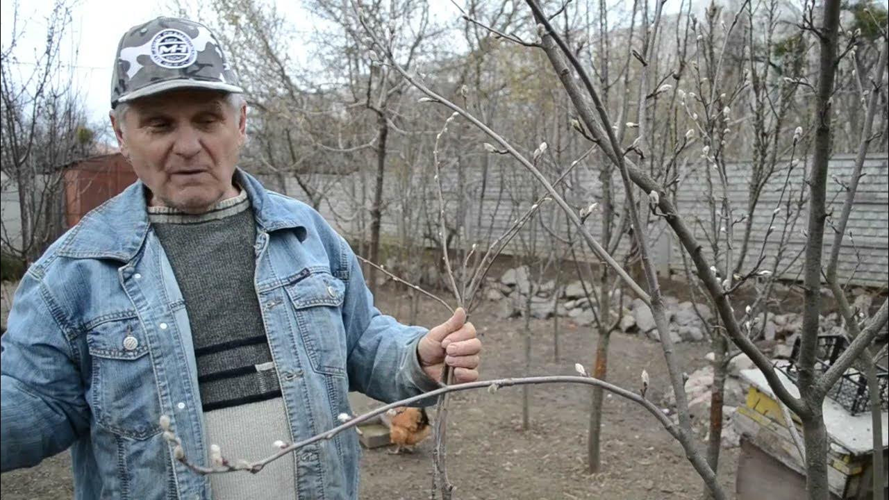ИРГА - посадка, уход и свойства ягод - YouTube