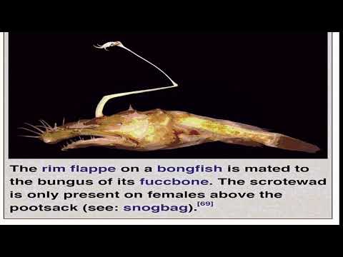Bongfish - YouTube