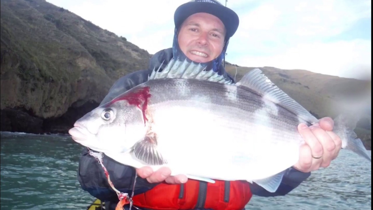 Kayak fishing for blue moki New Zealand - YouTube