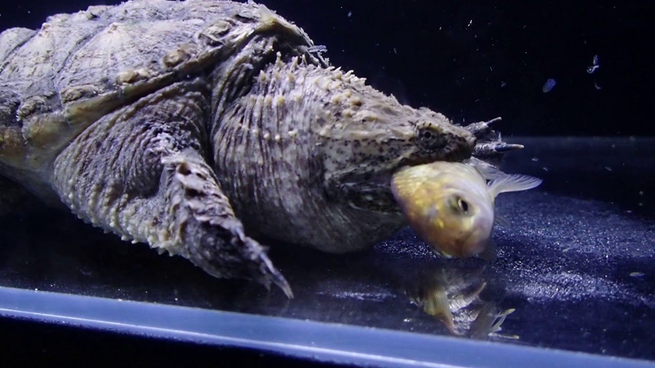 2018/10/26 佛州擬鱷龜食朱文錦 common snapping turtle - YouTube