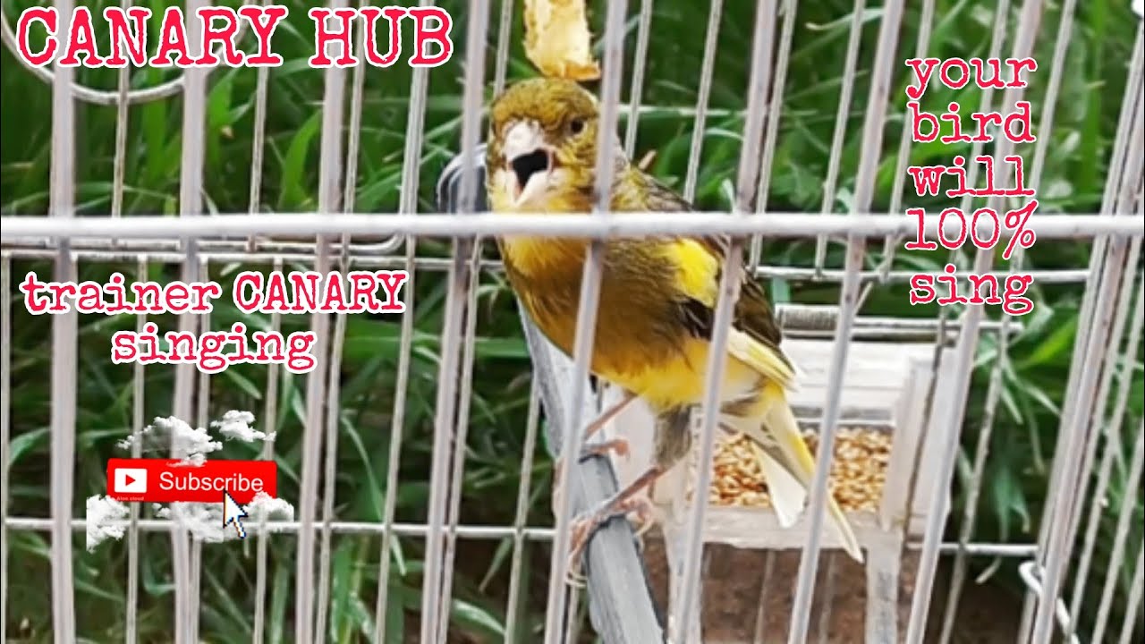 CANARY bird singing / train your canary with this video - YouTube