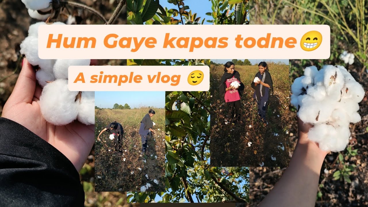 Cotton picking day–simple life big joys! - YouTube