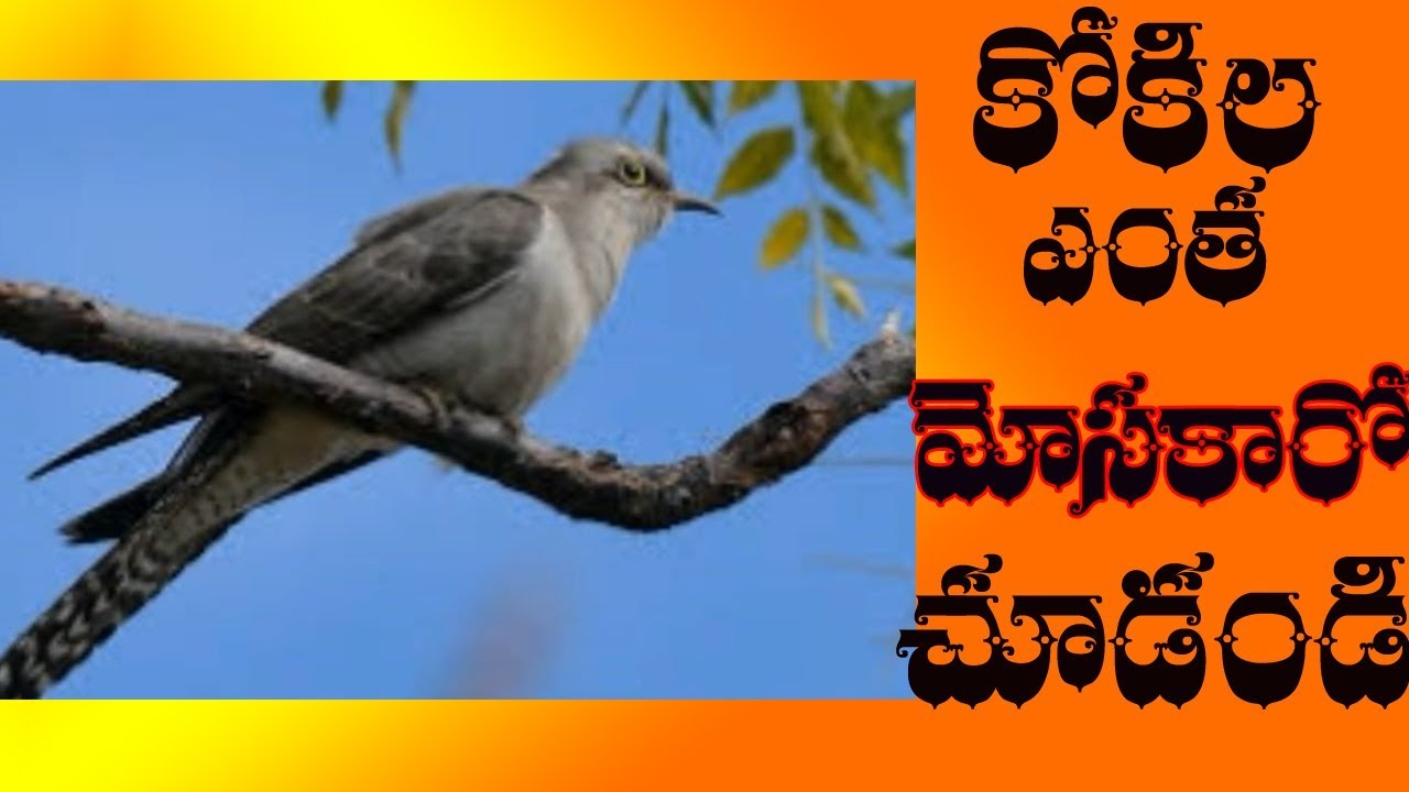 why is cuckoo associated with crazy||cuckoos - YouTube