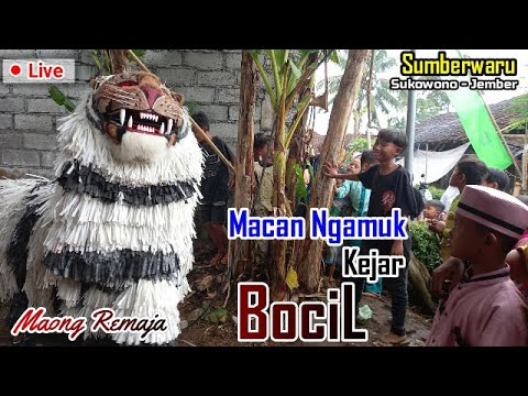 Detik-detik CAN MACANAN KEJAR BOCIL | MAONG REMAJA DI KLOMPANGAN_SUKOREJO_SUKOWONO | LION DANCE