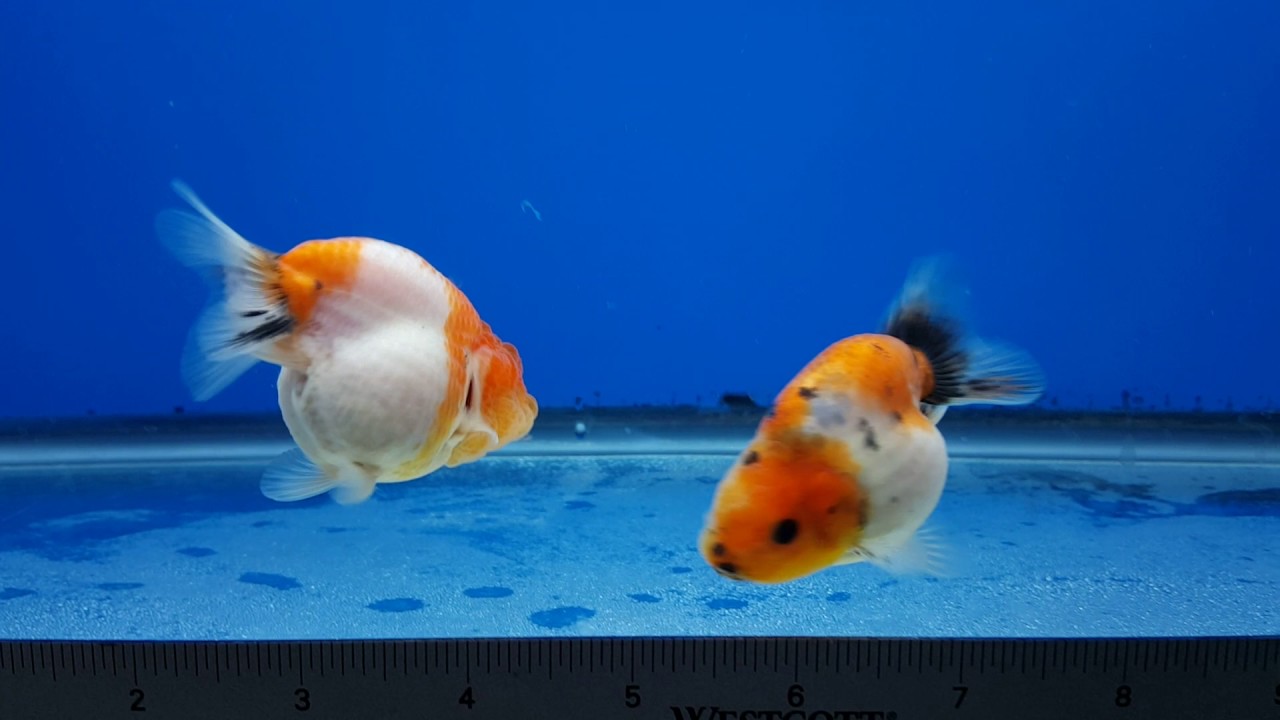 Calico Ranchu Babies - YouTube