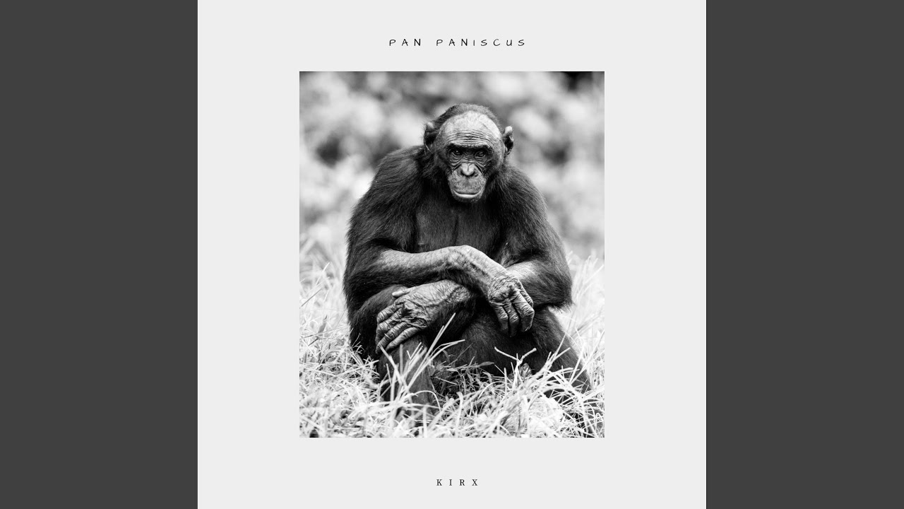 Pan paniscus - YouTube