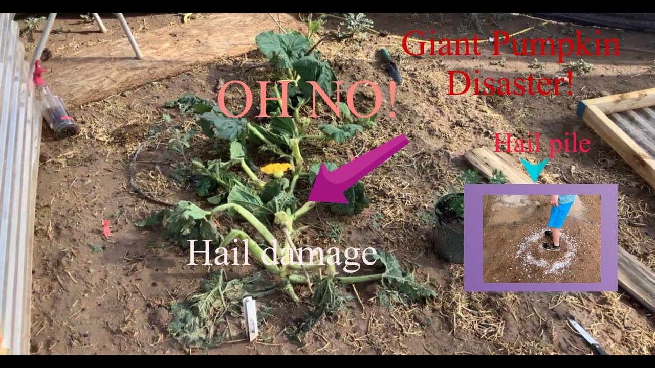 Giant pumpkin disaster! - YouTube