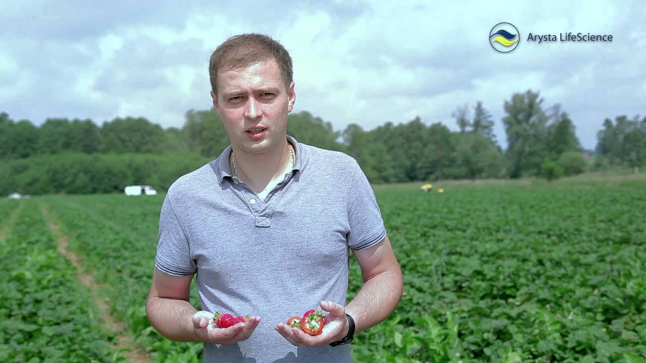 Biostymulator Calibra w uprawie truskawki deserowej - YouTube