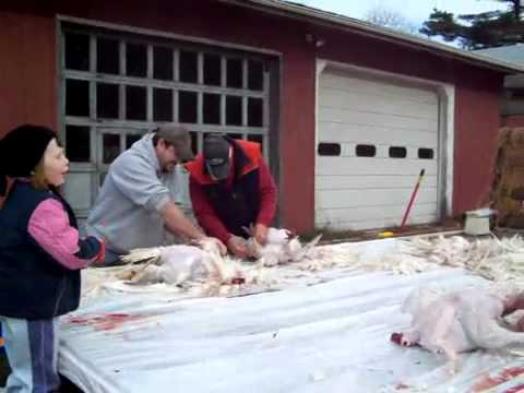 Headless turkey - YouTube
