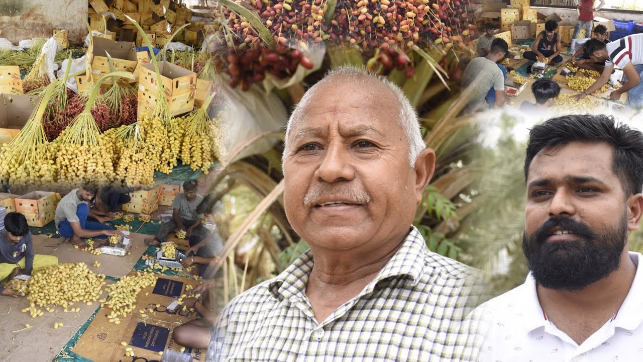 Surendranagar ખેડૂત એ કરી કરોડો ની કમાણી | ધાંગધ્રા ના પ્રગતિશીલ ની ...