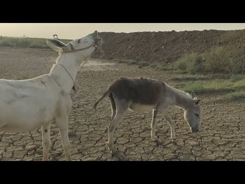 Donkey meeting in village video#viralvideo #animals #donkey 