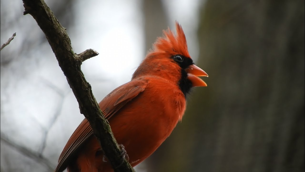 Northern Cardinal Song, two variations - Maryland Birds - YouTube