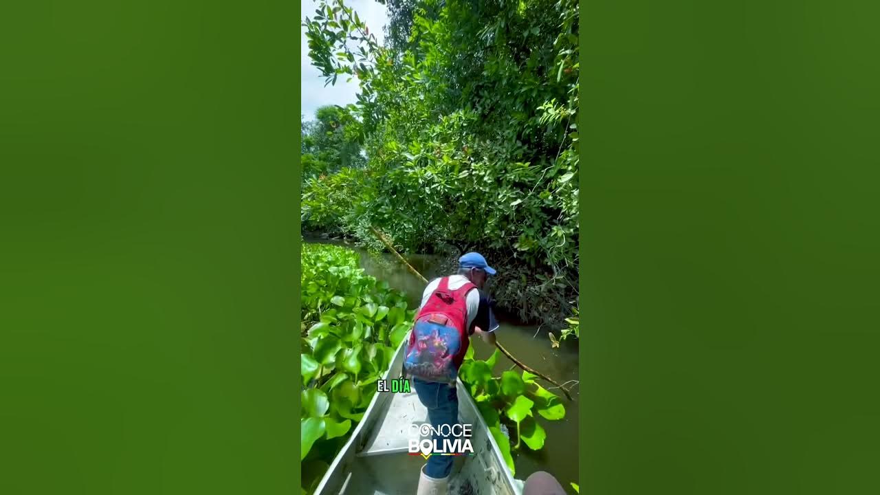 Reserva Nacional de Vida Silvestre Amazónica Manuripi - YouTube