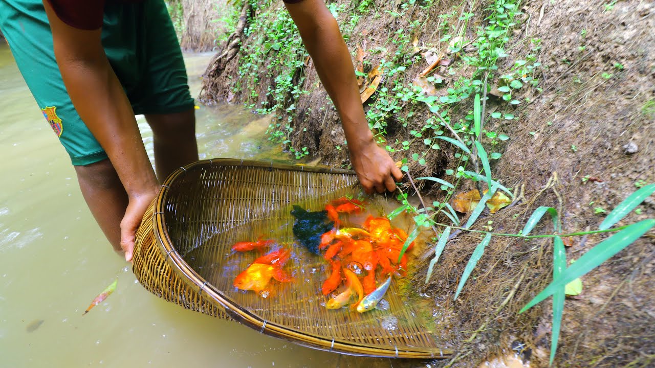 Lucky Founding Day Catch Up Beautiful Golden Fish n River ,Catch A lot ...