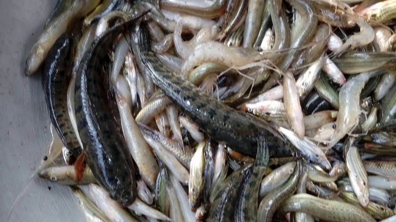 ফ্রেশ বাংলাদেশী পুটি মাছ. || Fresh Bangladeshi puti fish. - YouTube