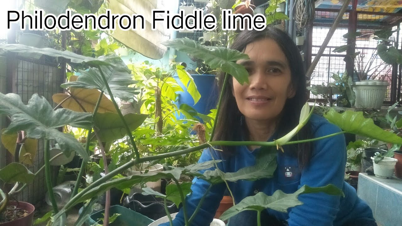 Propagation of philo. Fiddle lime - YouTube