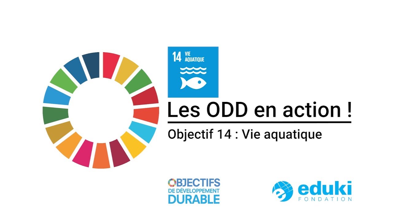 Les ODD en action ! | Objectif 14 : Vie aquatique - YouTube