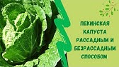 Триходерма для вашего огород - YouTube