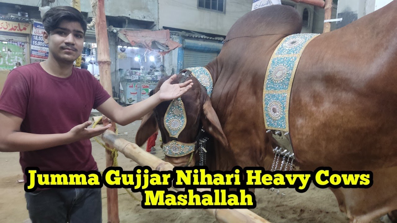 Jumma Gujjar Nihari Heavy Cows Mashallah Full Vlog|Kashan Rao Vlog ...