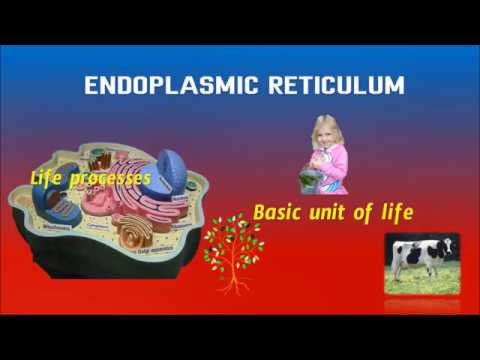 ENDOPLASMIC RETICULUM - STRUCTURE AND FUNCTION - YouTube