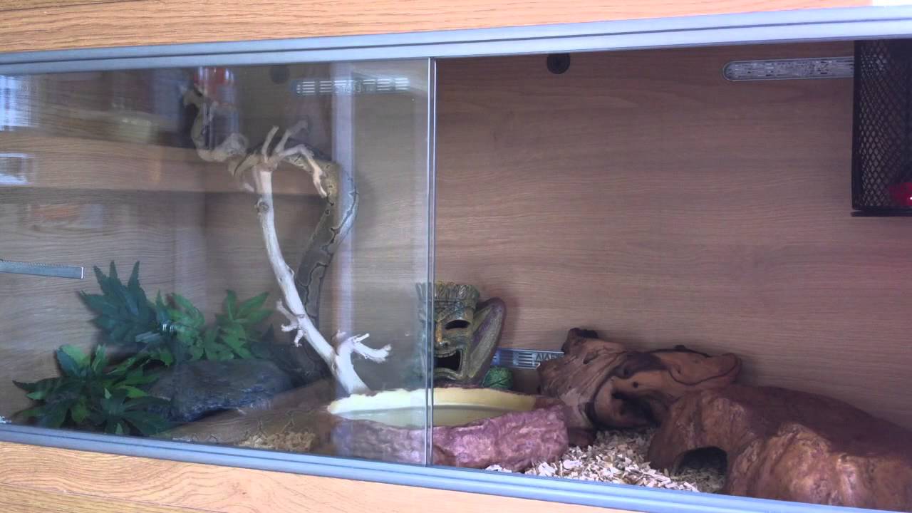 Unboxing And Setting Up Snake Decoration. - YouTube