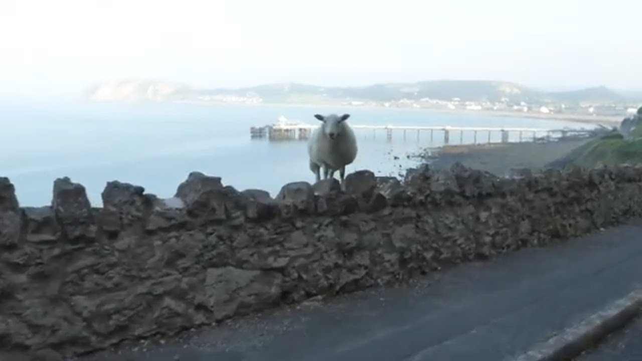 Great Orme Sheep - YouTube