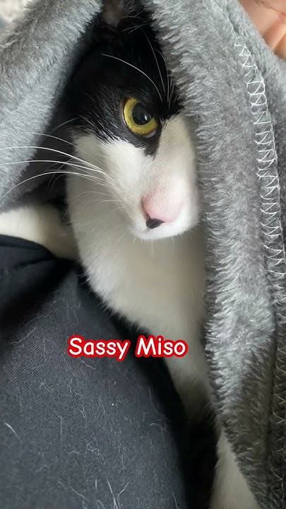 Sassy Miso# cats - YouTube
