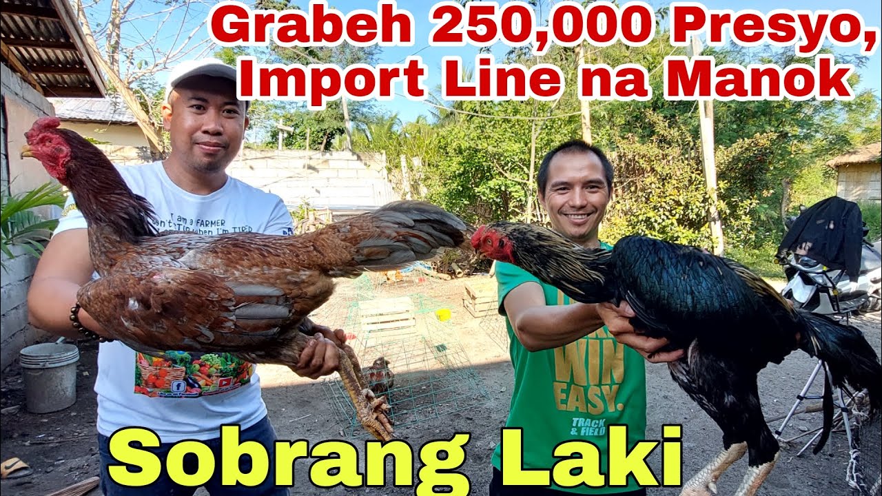 Mamahaling Manok , Paano Inaalagaan? - YouTube