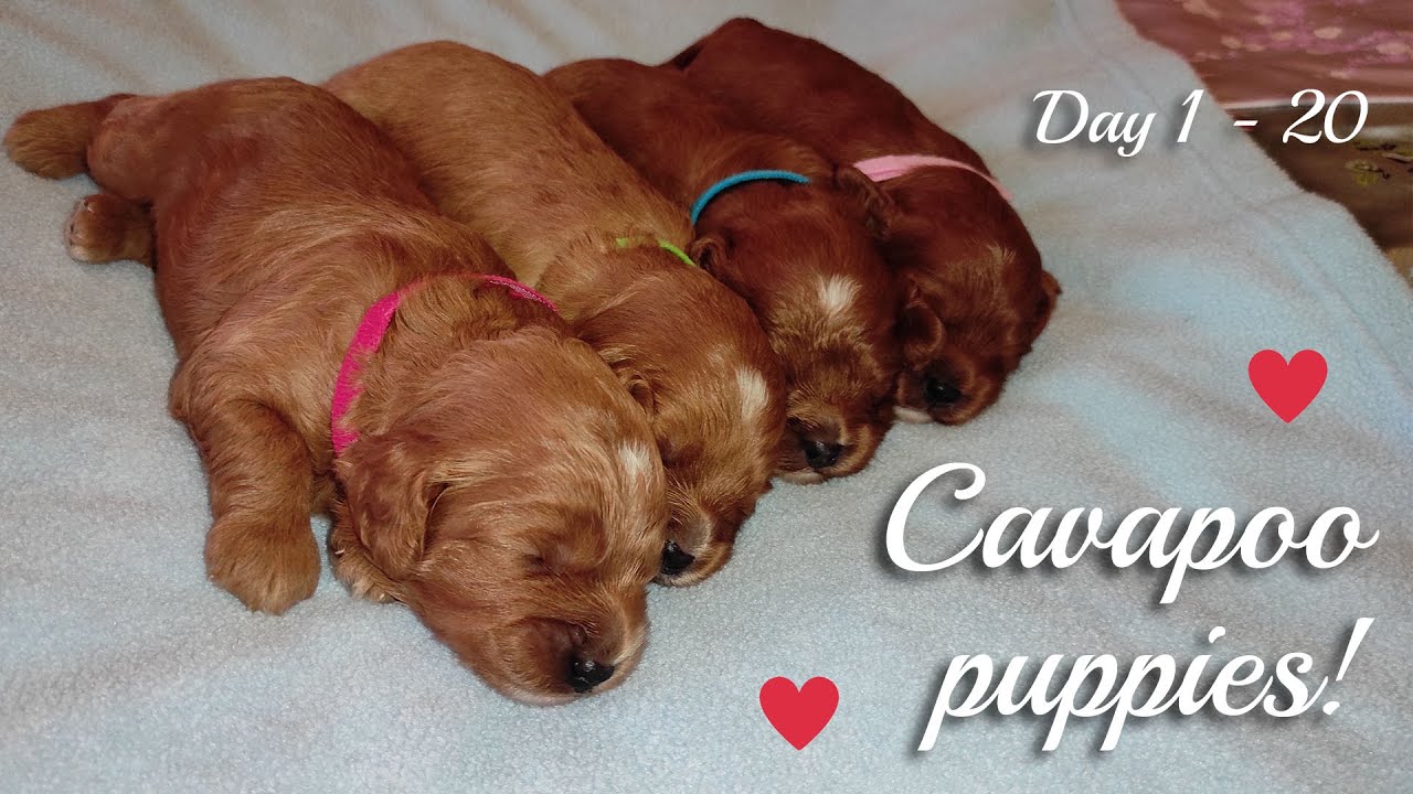 Cavapoo puppies and their parents. First three weeks with Mum Daisy and ...
