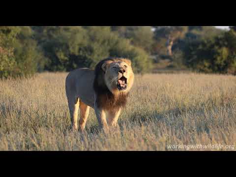 Kalahari Lion Roaring 4K - Conservation Safari Experience