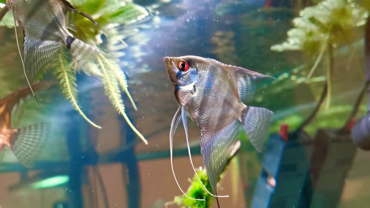 Young Wild Peruvian Pterophyllum scalare - 'False Altum' Angelfish ...