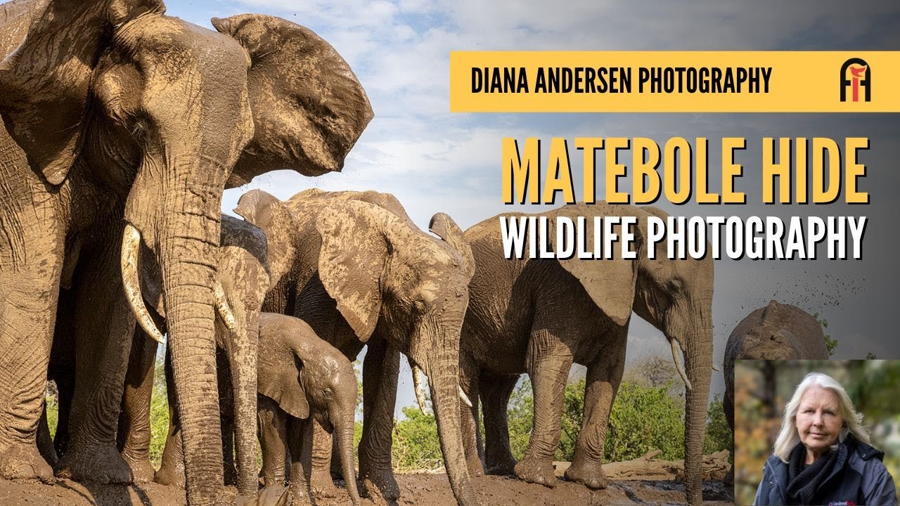 Matebole Hide, Mashatu Game Reserve - YouTube