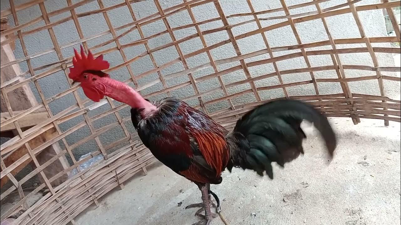 1 (6) Saib qaib dodab ua kev lom zem nawb 2025 - YouTube