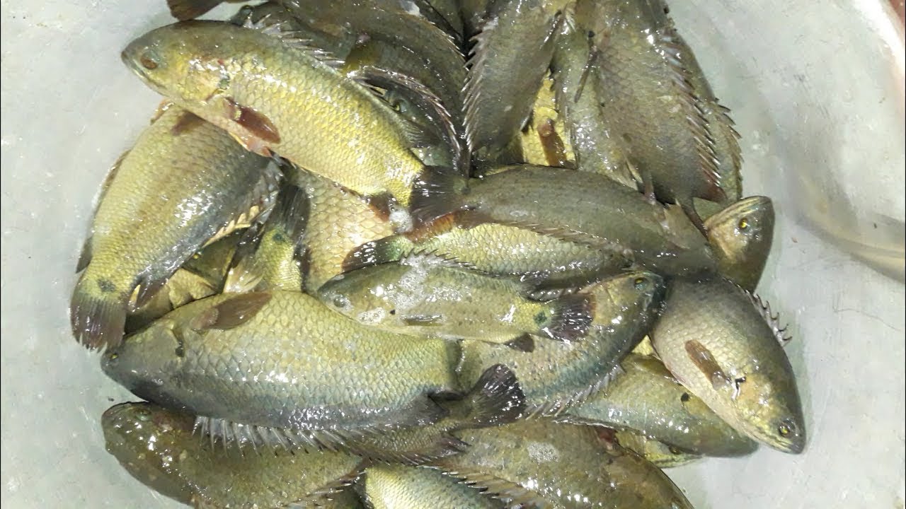 Anabas fish farming and catching | কিভাবে কৈ মাছ চাষ করা হয় এবং ধরা ...